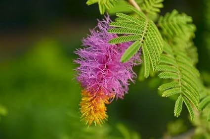 HYBRID Prosopis Cineraria Shami Vanni Maram Banni Mara Jammi Banni ...