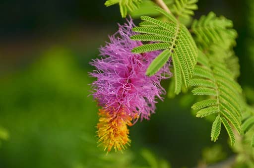 HYBRID Prosopis Cineraria Shami Vanni Maram Banni Mara Jammi Banni ...