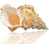 Amazon.com: TaoQ C Large Natural Sea Shells, Huge Ocean Conch 7-8 ...