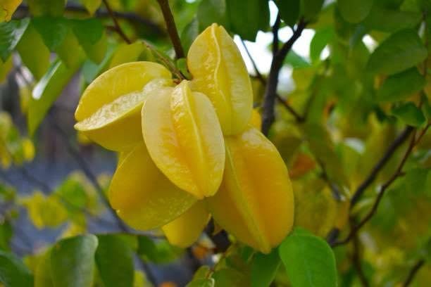Kamrakh Fruit Kamranga (Carambola)- Fruit Plants & Tree Outdoor For ...