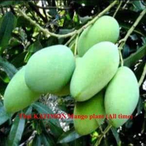 ALL IN ONEE All time Mango plant Thailand alltime Baramasi Mango ...