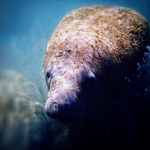 Play Making a Splash by Manatee on Probation on Amazon Music