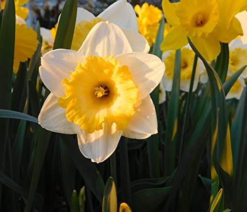 Floriculture Greens Flower Bulbs IMP. Nargis/Narcissus Yellow White ...