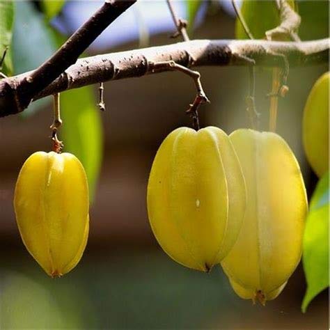 Buy Mphmi Kamrak, Starfruit - Plant Online at Low Prices in India ...