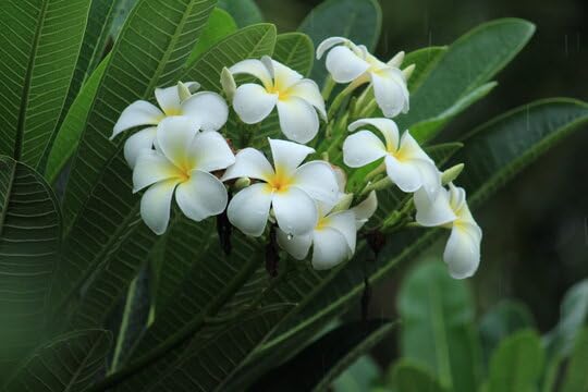 Plumeria Pudica (Nag Champa) plant Pack Of 1 : Amazon.in: Garden & Outdoors