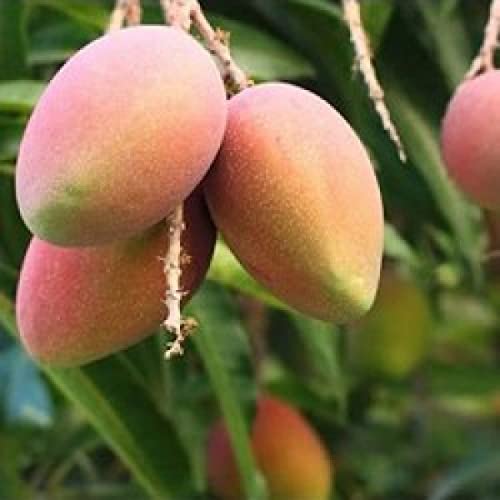 Mphmi Plants Mangifera indica Mango Plant Fruit Mango Sindhu (grafted ...