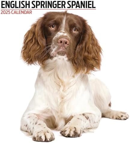 English Springer Spaniel 2025 Modern Calendar : Amazon.co.uk ...