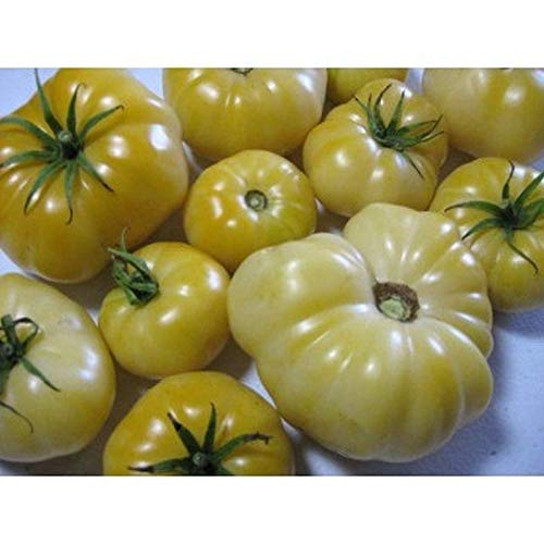 White Tomesol Tomato
