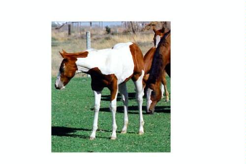 Equine Color Genetics: 9780813813646: Medicine & Health Science Books ...