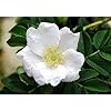 Amazon.com : White Rugosa Rose 15 Seeds - Rosa - Heirloom - Perennial ...