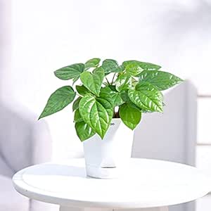 UGAOO Betel Leaf Magai Paan Plant with Self Watering Pot (6-12 Inch ...