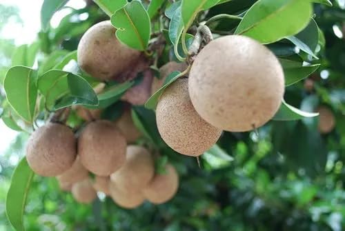 Pb Plant Nursery Rare Grafted Chikoo (Chiku) or Sapota Hybrid Variety ...