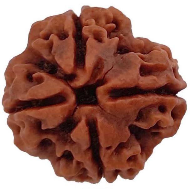 NEXG A1 Quality 4 Face Rudraksha Original Certified Nepal 4 Mukhi ...