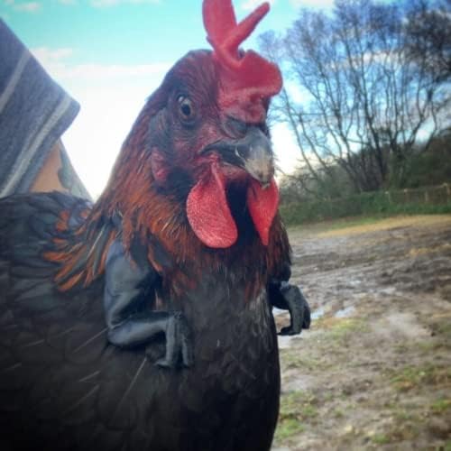 Super Cluck Co. Cluckasaurus Rex, T-Rex Chicken Arms to Put on Chickens ...