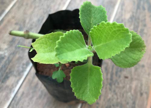 Ajwain (Carom) Medicinal Plant -1 Healthy Plant : Amazon.in