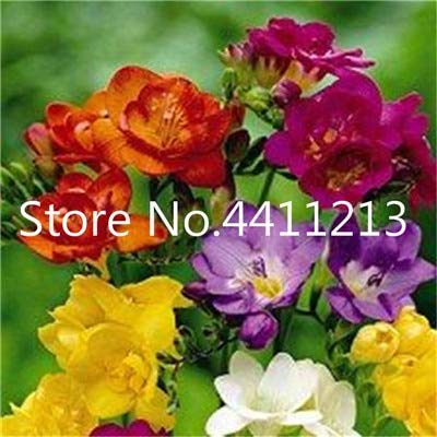 75/Bag Sia Seeds, Sia Flower Sia Seeds Flower Seeds Flowers Orchid Sia ...