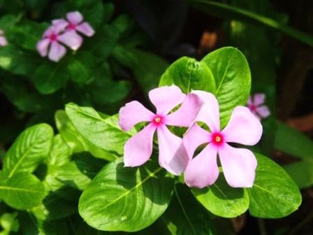 Sky Nursery Sadabahar Live plants | sadabahar flower plant | Sadabahar ...