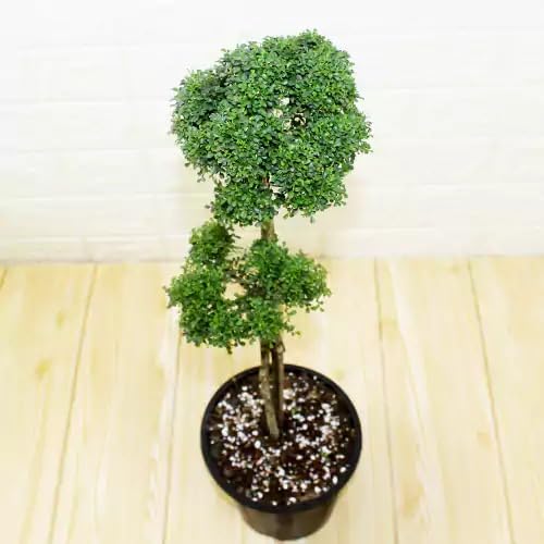 Mphmi Seedless Plant Indoor Plants Table Kamini Plant (Tapori), Murraya ...