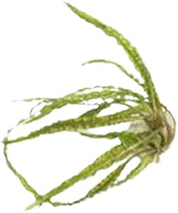 Amazon.com: Cryptocoryne Crypt Balansae Small : Everything Else