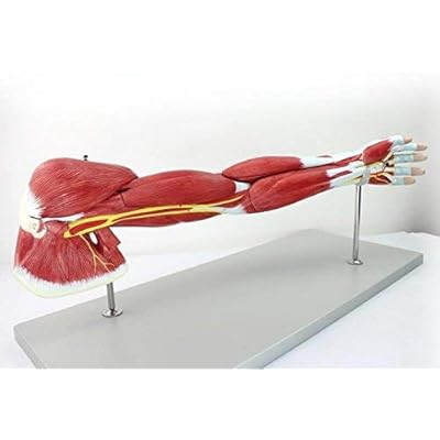 Educational Human Upper Limb Muscle Anatomical Model Nepal | Ubuy
