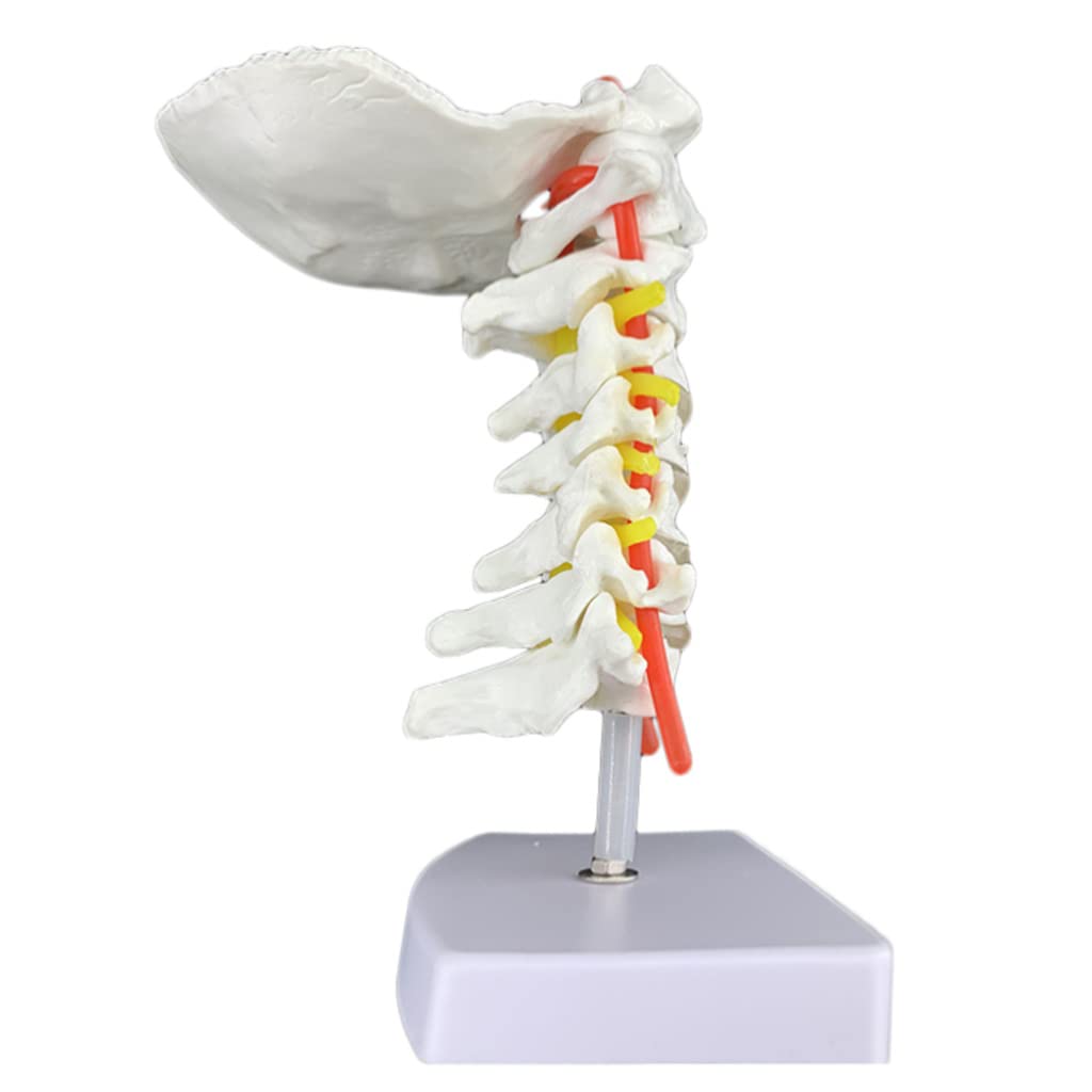 Buy TAOV Intuitive Cervical Model Cervical Vertebra Arteria Spine ...