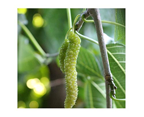 Indian Farms Live Green Long Shahtoot/Mulberry Fruit Plant With Pot ...