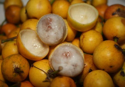 Creative Farmer Baraba Fruit Monkey Yummy Yellow Garden Plant(1 Healthy ...