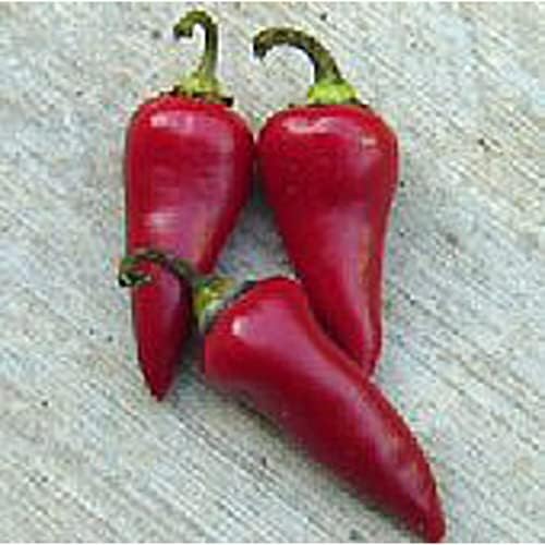Amazon.com : Pepper Seeds - Hot - Fresno Chili - 500 Mg Packet ~60 ...