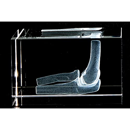Elbow Joint 3D Laser 1lb Crystal, Anatomy, Bone, Physical Therapy ...