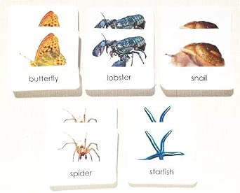 "Parts of" the Invertebrates 3-Part Photo Card Set (5 packets): Maitri ...
