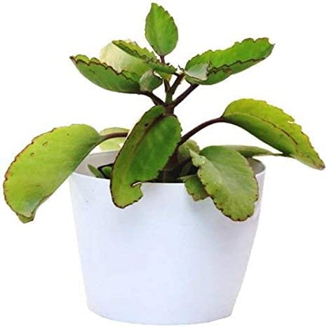 Cloud Farm Live Patharchatta/Bryophyllum Pinnatum/Miracle Leaf/Panfuti ...