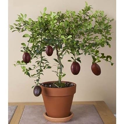 Nandini Garden Art Australian Blood Lime Tree(Pack of 1 Healthy Live ...