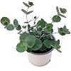 Eucalipto Dólar Planta de Eucalyptus Azul o Plateado: Amazon.es: Jardín