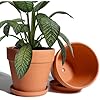 Amazon.com: vensovo 8 Inch Clay Pot for Plant with Saucer - 2 Pack ...