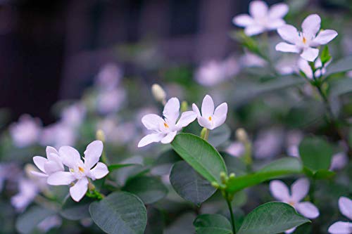Creative Farmer Home Garden Plant Srilankan Jasmine Flower Kurchi Bark ...