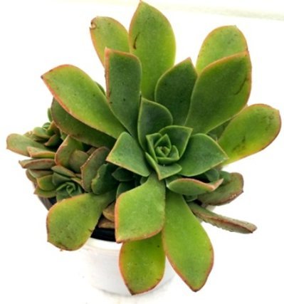CAPPL Sanjay Nursery Aeonium haworthii Succulent Plant with Plastic Pot ...