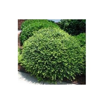 Amazon.com : Heller's Japanese Holly (Ilex crenata 'Helleri') : Garden ...