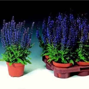 Amazon.com : Salvia (Sage) superba Merleau Compact Blue 250 Seeds ...