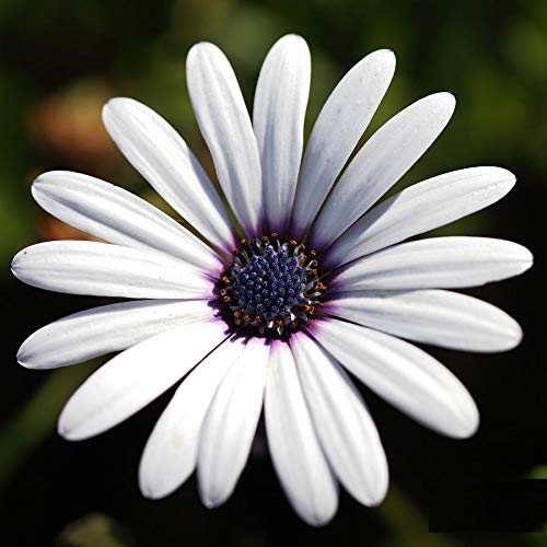 GREEN WORLD DIMORPHOTHECA Seeds (50 Seeds) : Amazon.in: Garden & Outdoors