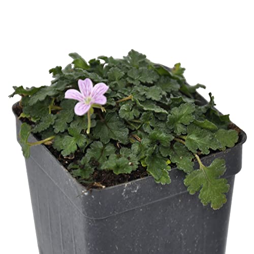 Erodium - How to grow & care