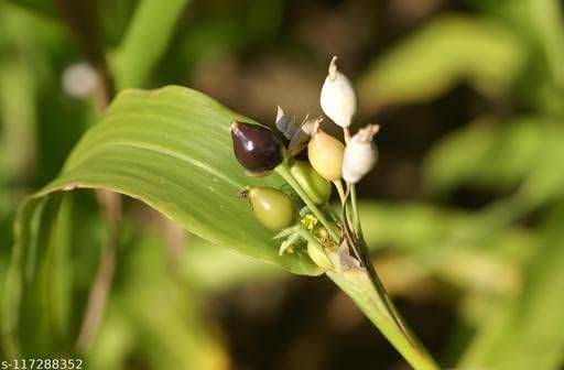 Green view Real Live Vaijayanti White Flower Plant, Vaijayanti Mala ...
