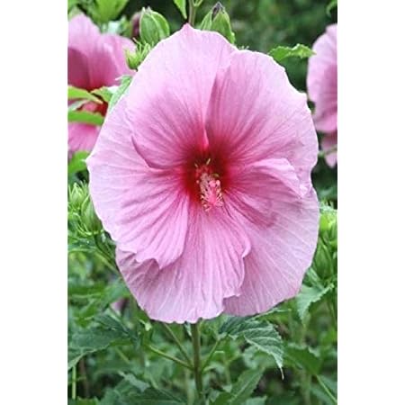 Indiana China Rose Gurhal Dasavala Hibiscus rosa-sinensis Mandara Dosni ...
