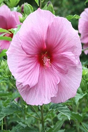 Indiana China Rose Gurhal Dasavala Hibiscus rosa-sinensis Mandara Dosni ...