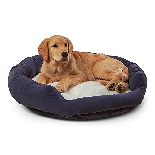 Dog Murphy Bed – The 15 best products compared - Wild Explained