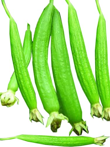 Kadam Sarputiya Vegetable Seeds 100 Seeds , Satputita Beej , Desi ...