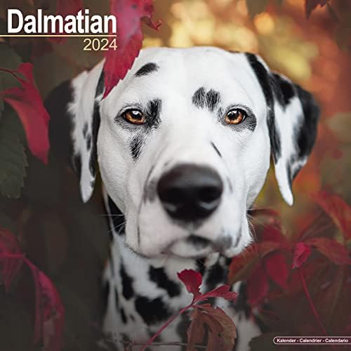 Dalmatian Calendar 2024 | Square Dog Breed Wall Calendar - 16 Month ...