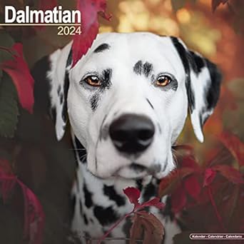 Dalmatian Calendar - Dog Breed Calendars - 2023 - 2024 wall calendars ...
