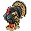 Amazon.com : Design Toscano QM2373100 North American Turkey Statue,full ...