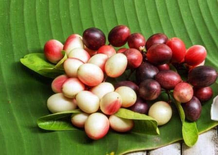 Creative Farmer Live Plant Cherry Carissa Carandas Karanda Herb Garden ...