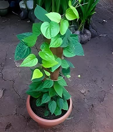 SOMNIA NURSERY Pan Betel Leaf | Banarasi Maghai Paan | Meetha Paan ...